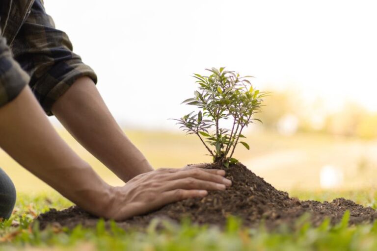Bury Ashes Under Tree - Living Legacy Forest