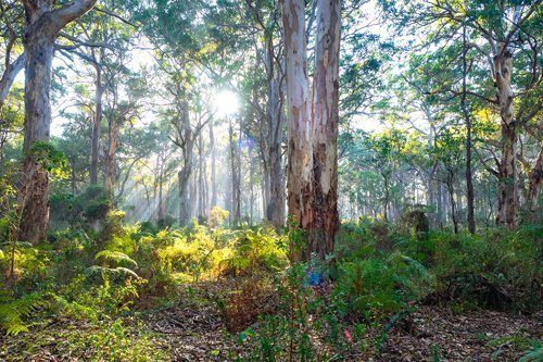 Living Legacy Forest – Create a Living Legacy that Lives On